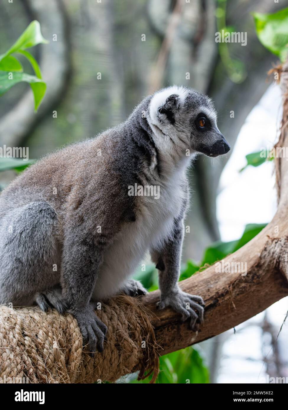A Lemur in the green planet of Dubai on a tree branch, vertical Stock ...