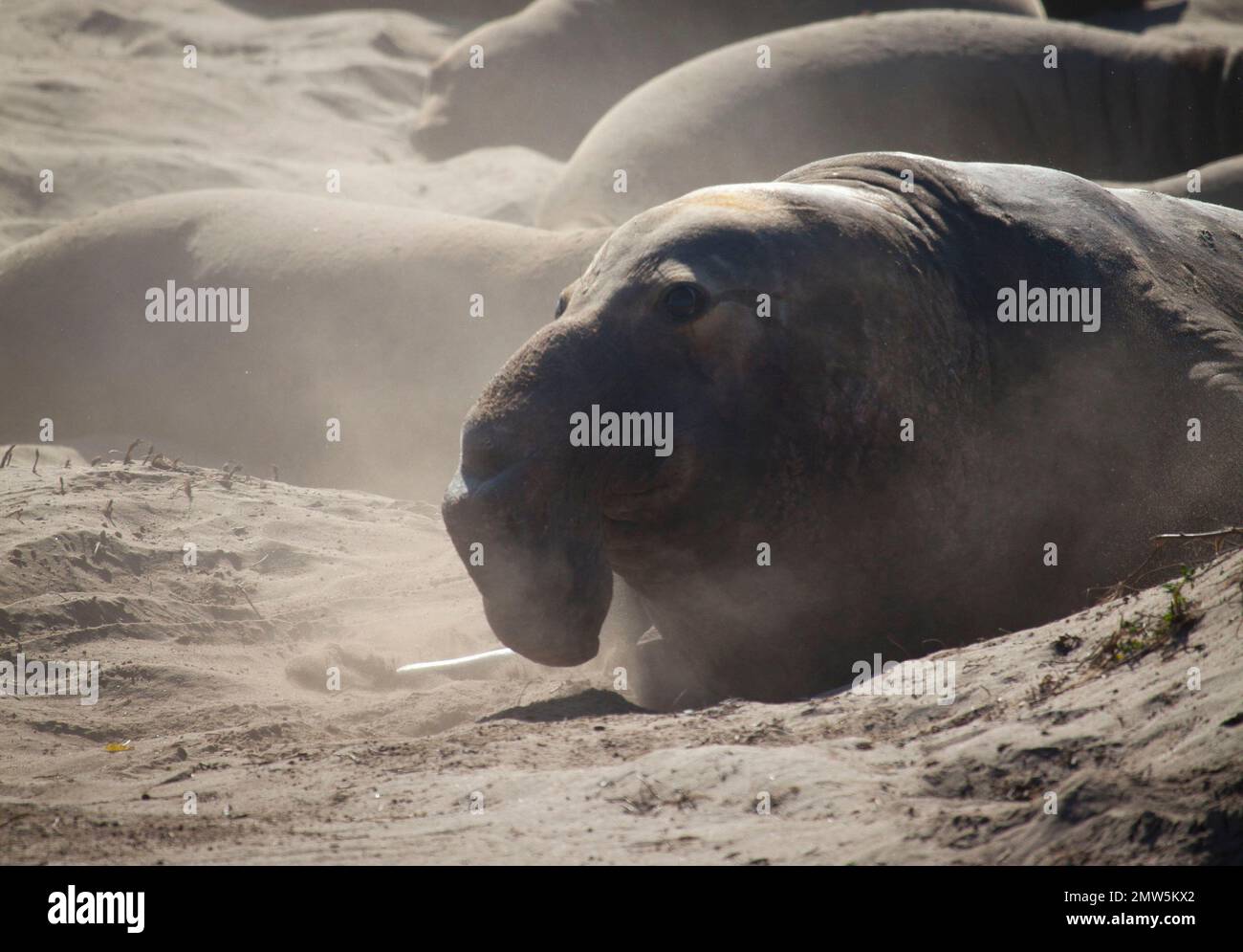 Elephant seals, Ano Nuevo State Park, California Stock Photo - Alamy