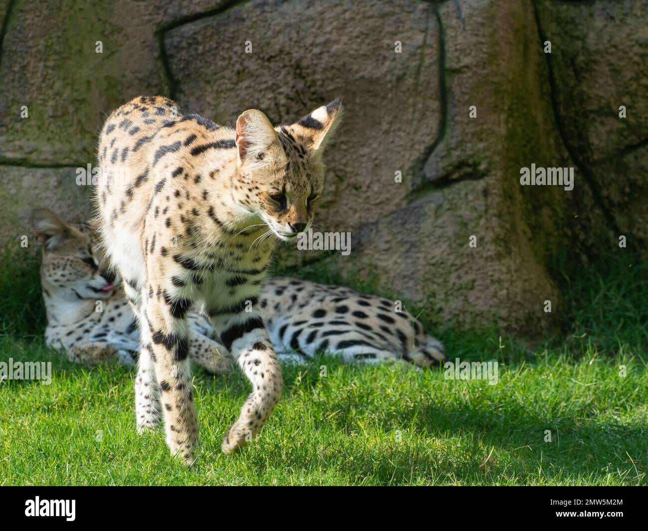 Baby serval hi-res stock photography and images - Alamy
