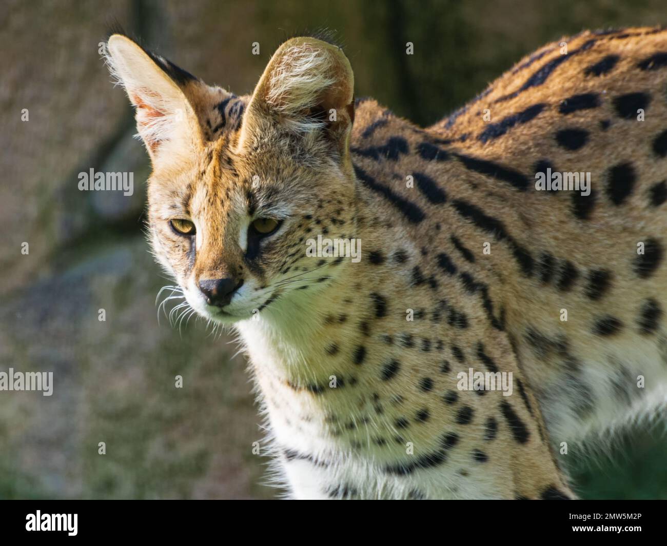 African Serval Cat Baby