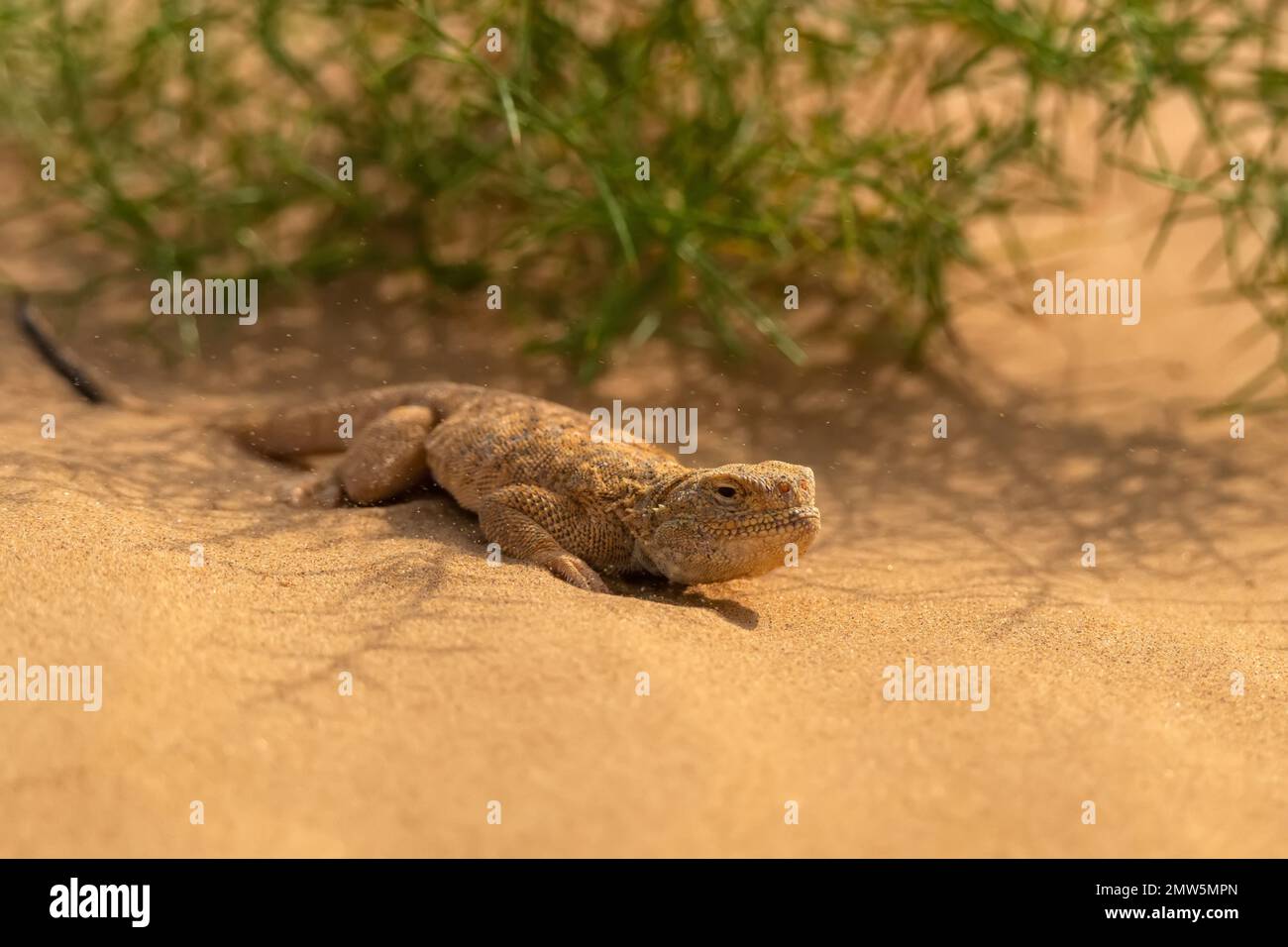 Secret Toadhead Agama or Phrynocephalus mystaceus. Toad-headed agama on ...