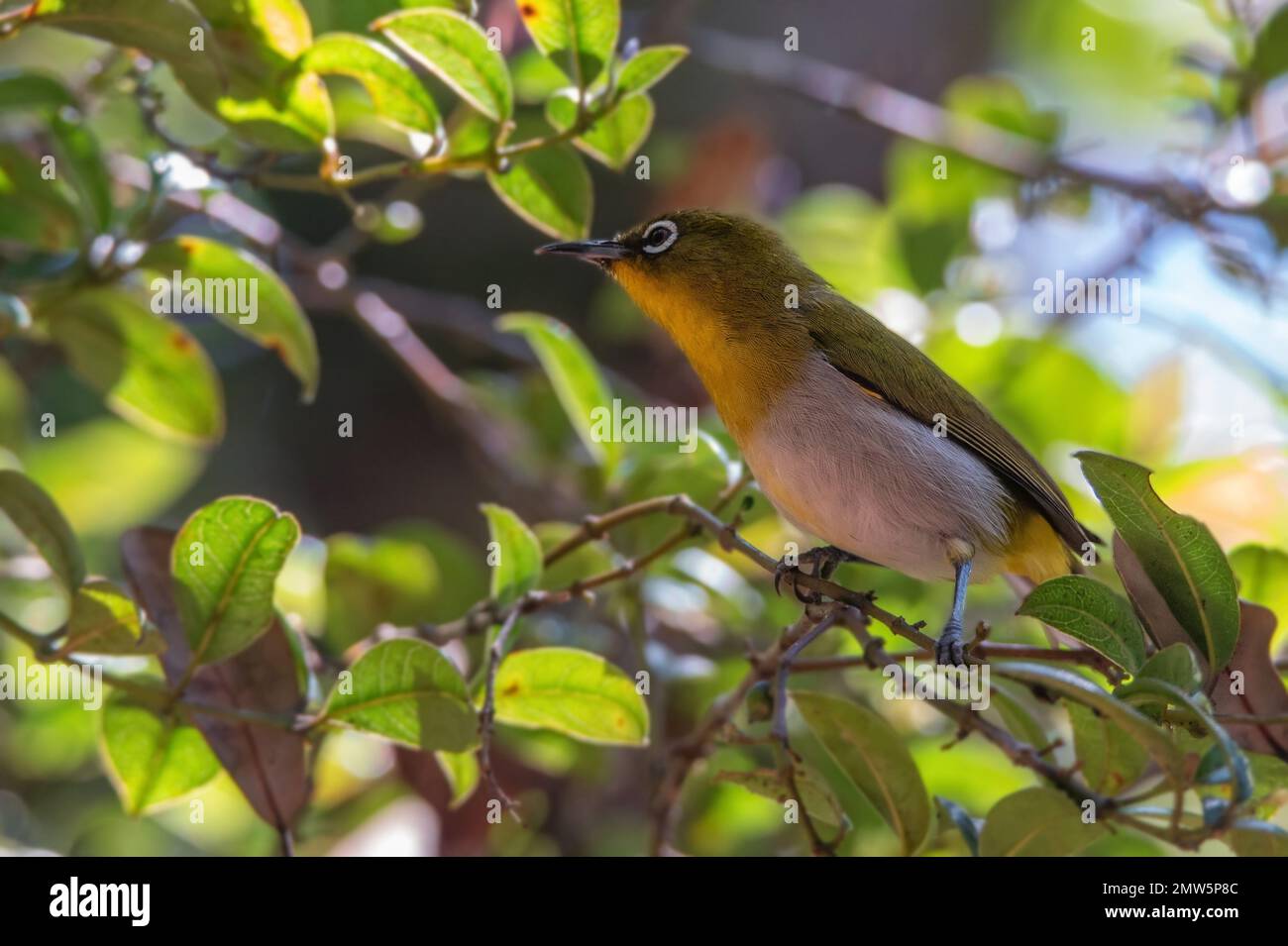 Sri Lanka White-eye or Zosterops ceylonensis perches on a branch. An ...