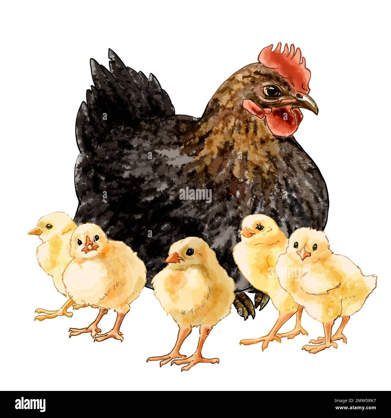 Color illustration Farm with chickens. High quality illustration Stock ...