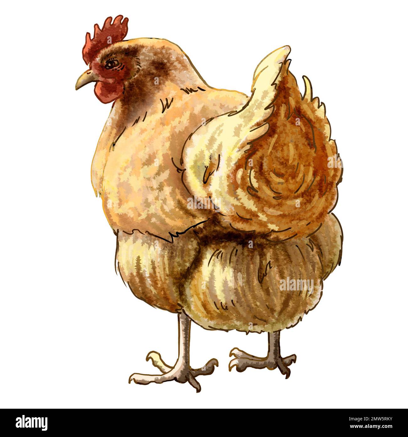 Laying chickens Cut Out Stock Images & Pictures - Alamy