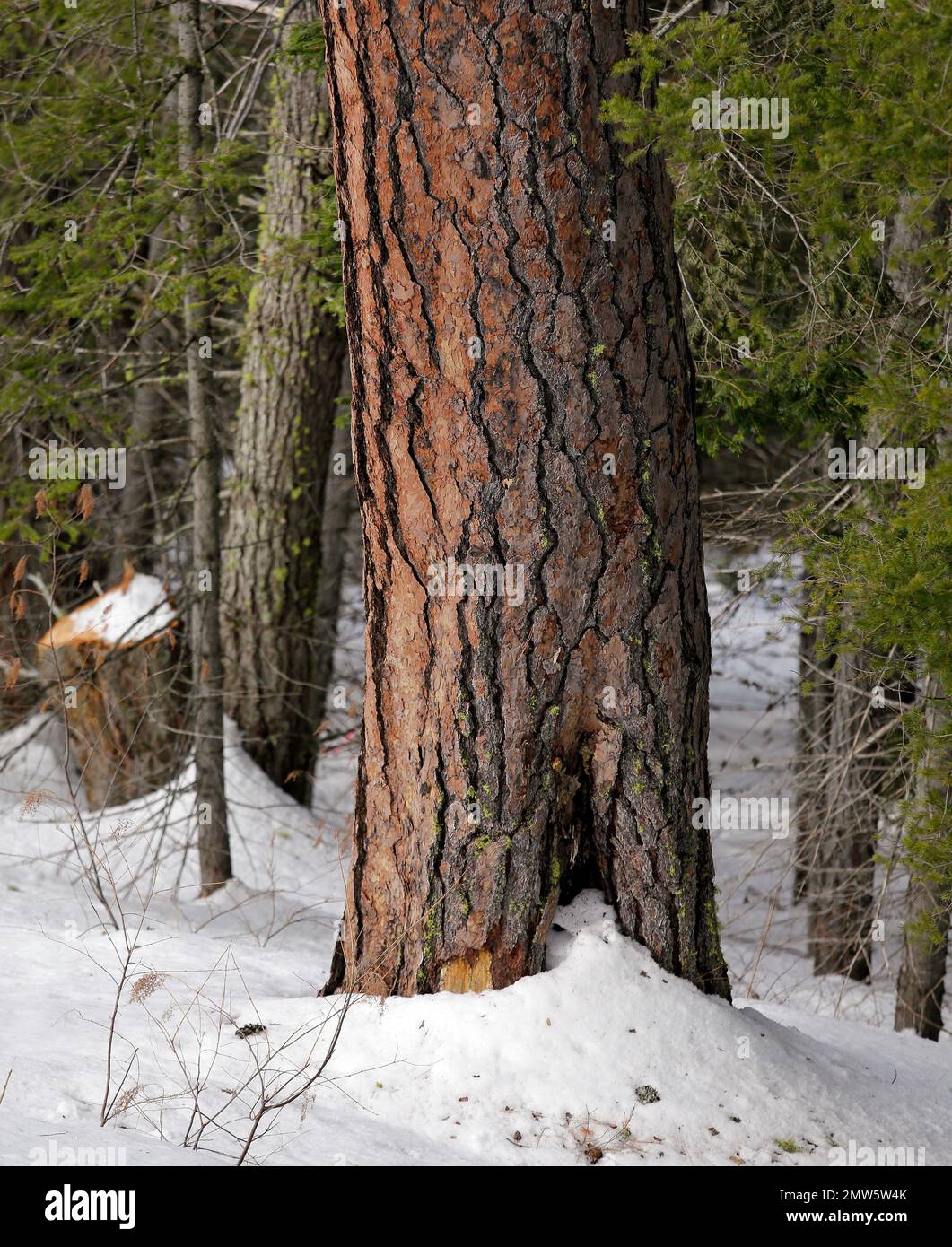 This Feb. 22, 2017, photo, shows a "fire scar" at the base of a ...