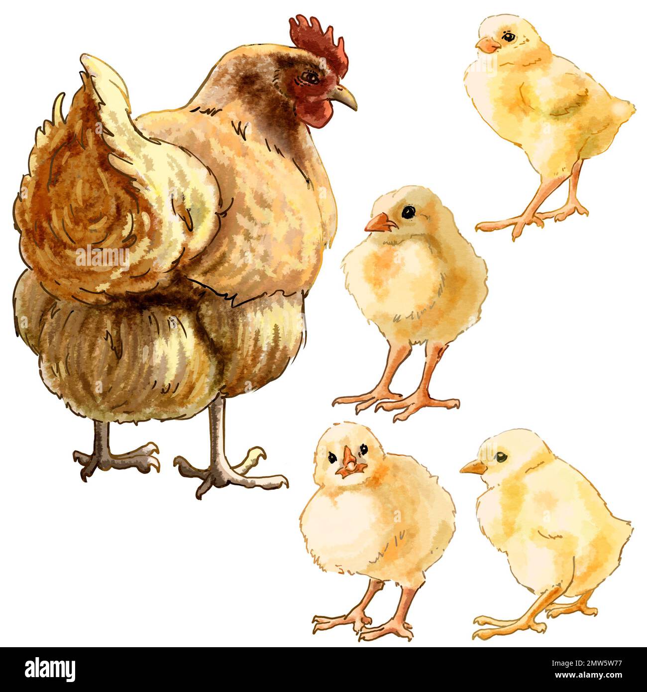 Color illustration Farm with chickens. High quality illustration Stock ...
