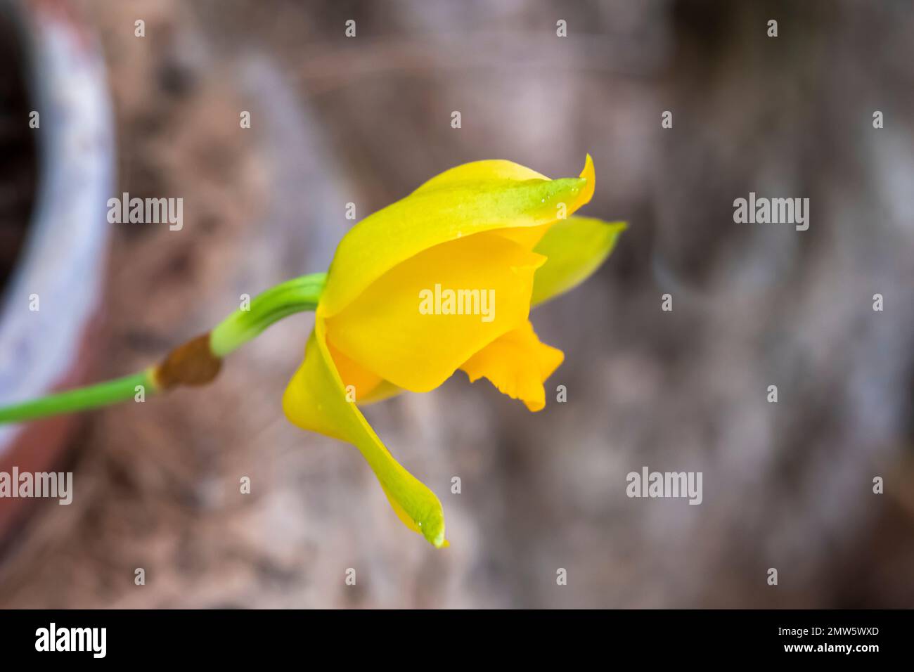 Beautiful orchid flowers growing in an orchidarium under controlled conditions of light ...