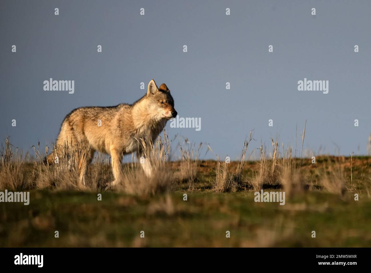 Eurasian wolf or Canis lupus lupus walking in steppe in its natural ...
