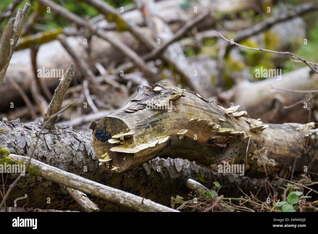 Rotten log hi-res stock photography and images - Alamy