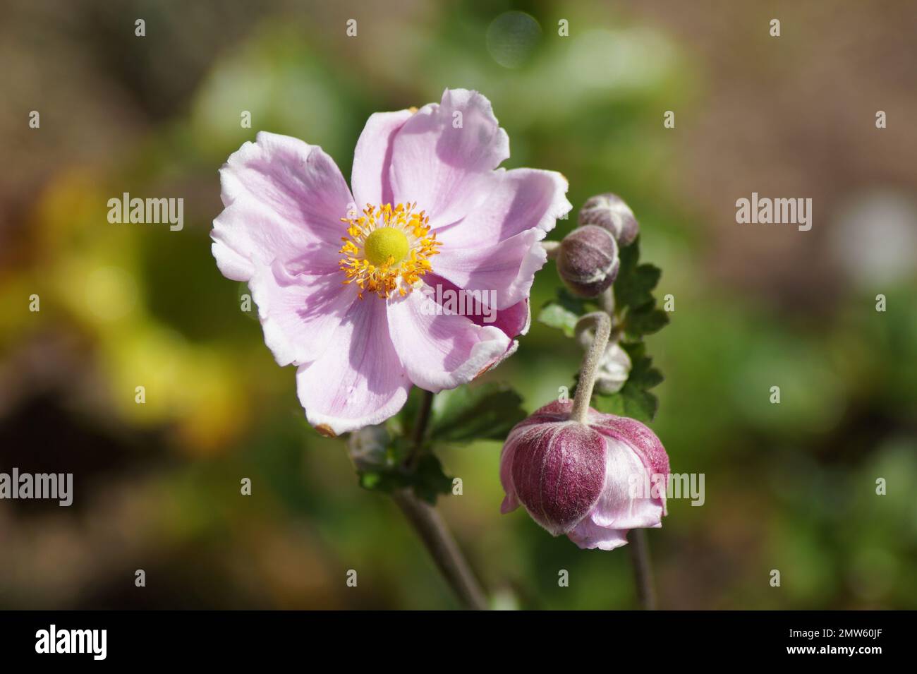 autumn anemone flower and bud Stock Photo - Alamy