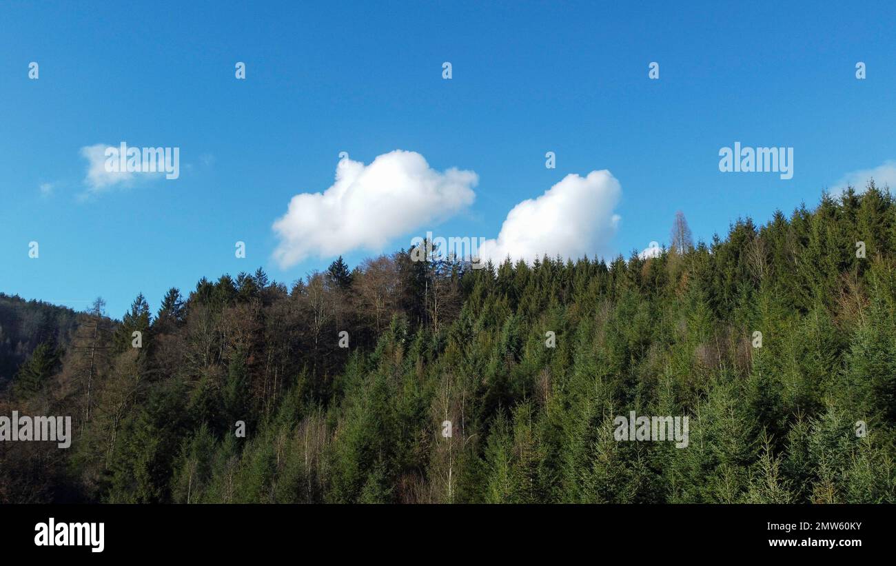 A magnificent view of the top of an evergreen dense forest, with fluffy ...