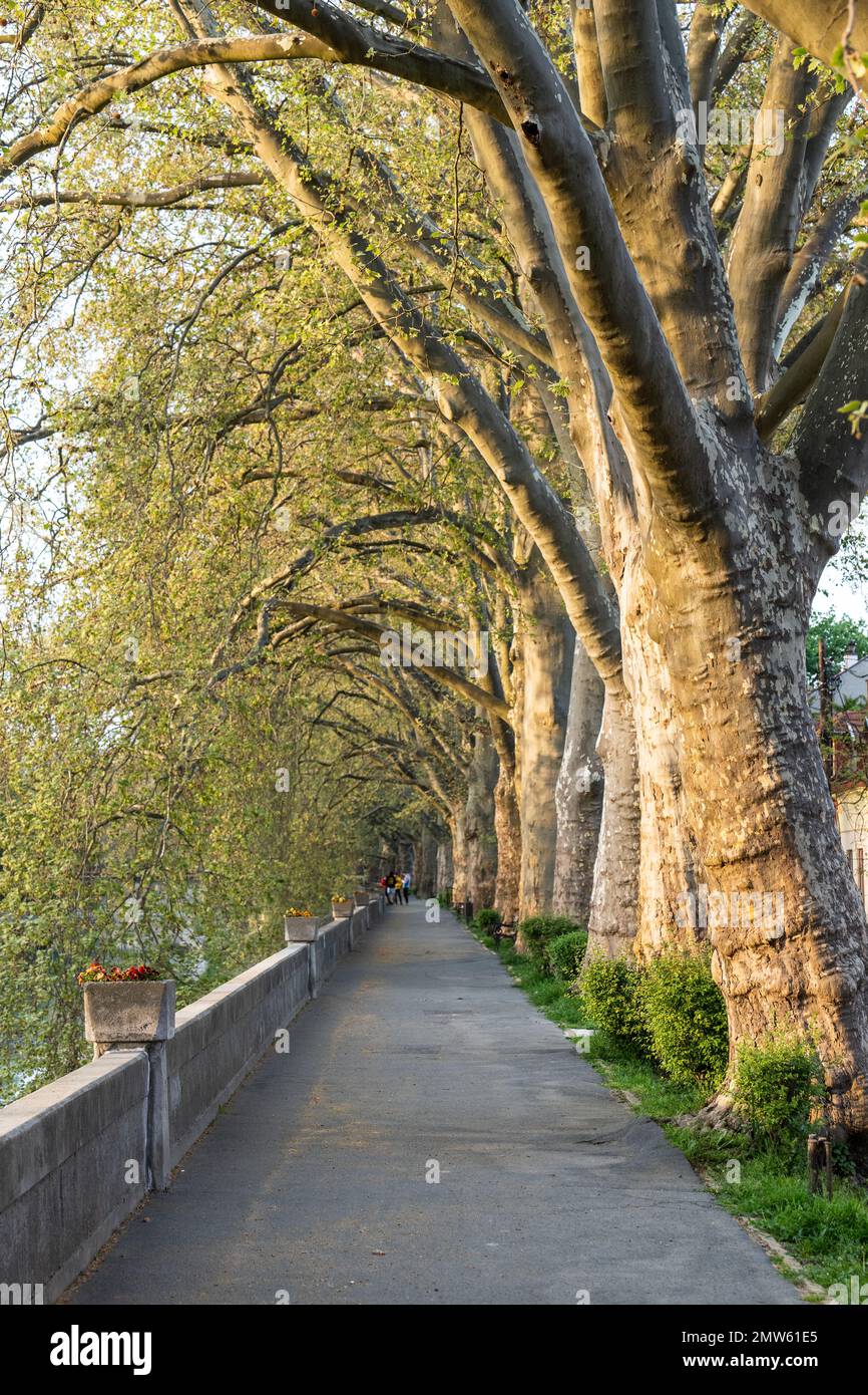 Pathway lined with plane trees hi-res stock photography and images - Alamy