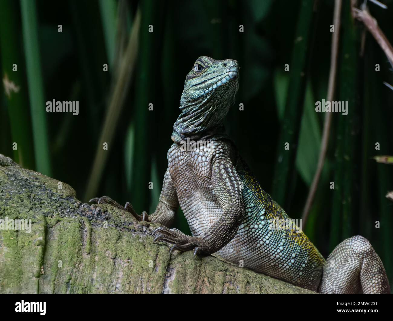 A dangerous sailfin lizard (Hydrosaurus) in the Green Planet Park of ...