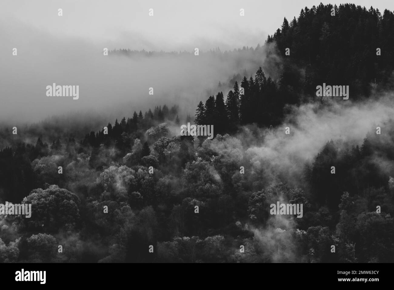 An aerial grayscale of a dense forest covered with mist, black and ...