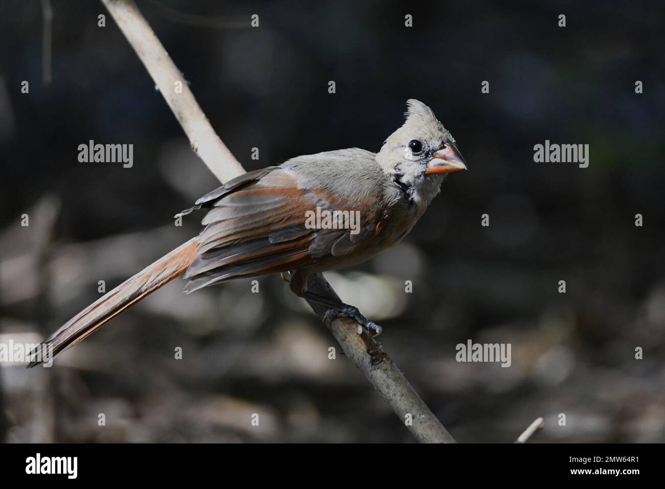 A closeup of a red cardinal (Cardinalis cardinalis) on a branch of a ...