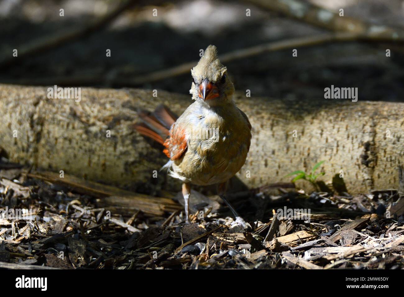 A closeup of a red cardinal (Cardinalis cardinalis) on the ground in a ...