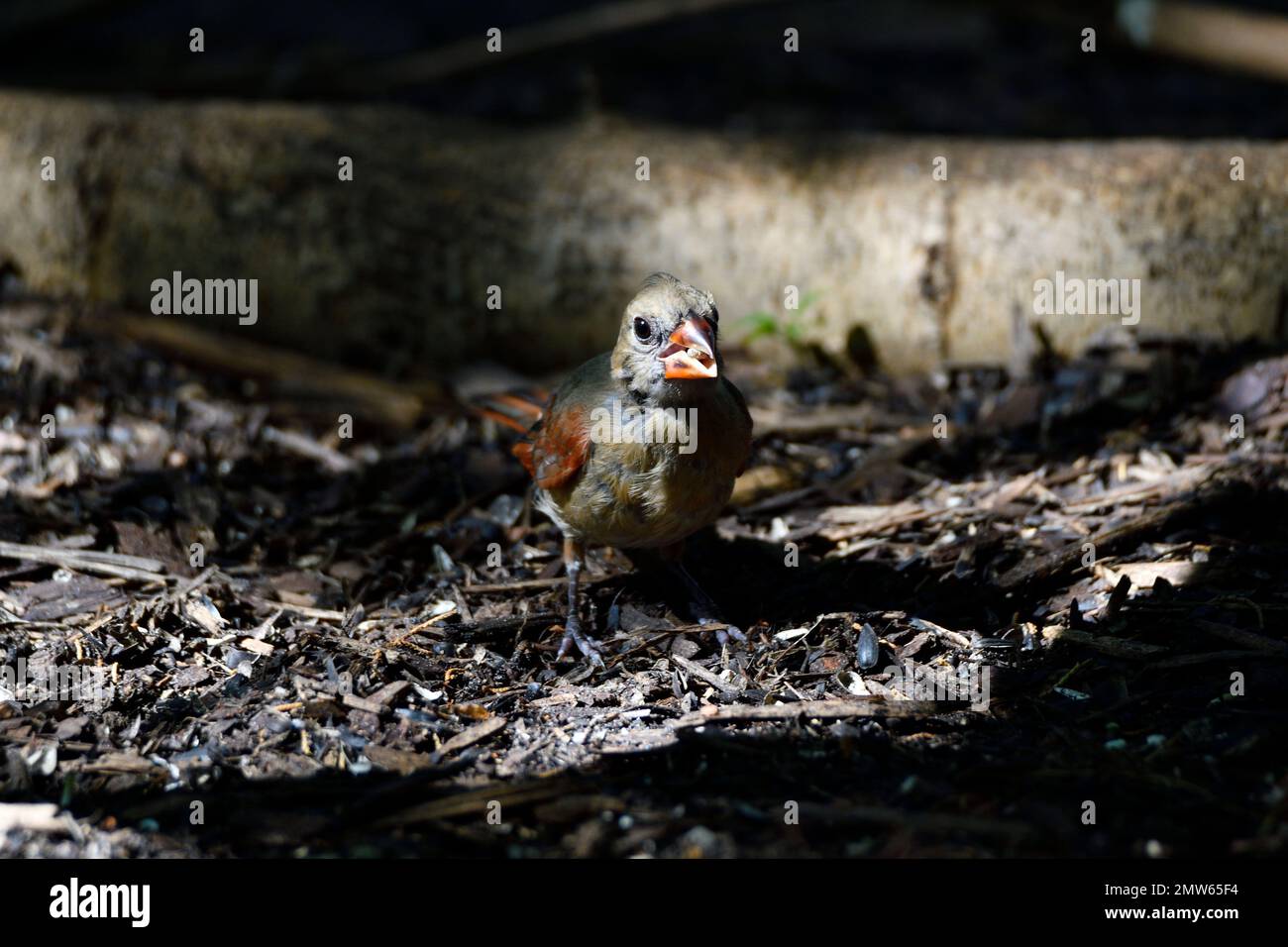 A closeup of a red cardinal (Cardinalis cardinalis) on the ground in a ...