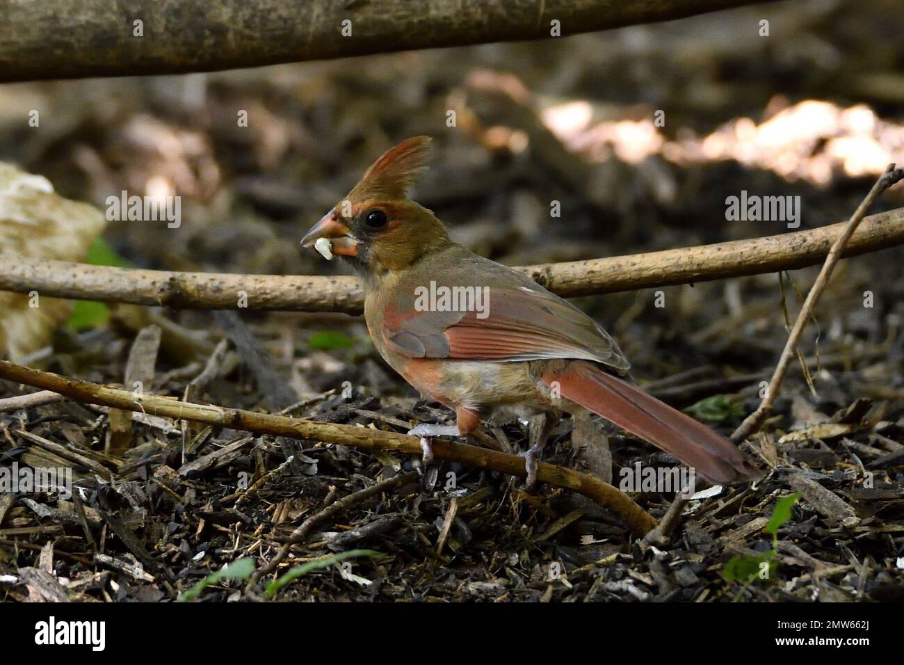 A closeup of a red cardinal (Cardinalis cardinalis) on a broken branch ...