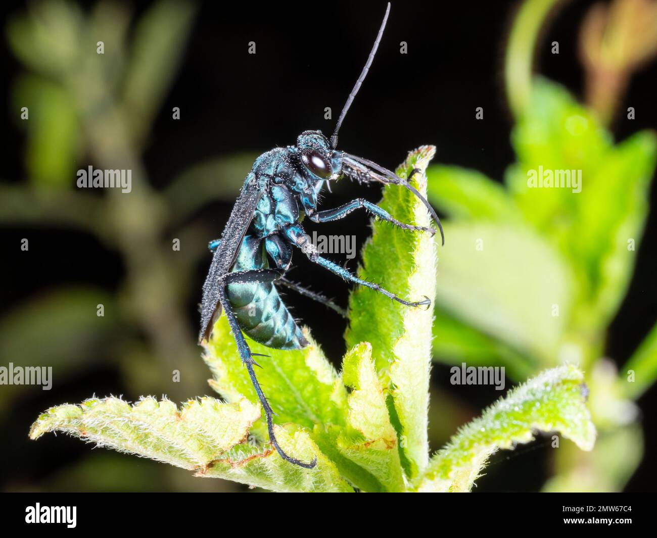 Emerald Cockroach Wasp (Ampulex sp.) This solitary wasp hunts ...