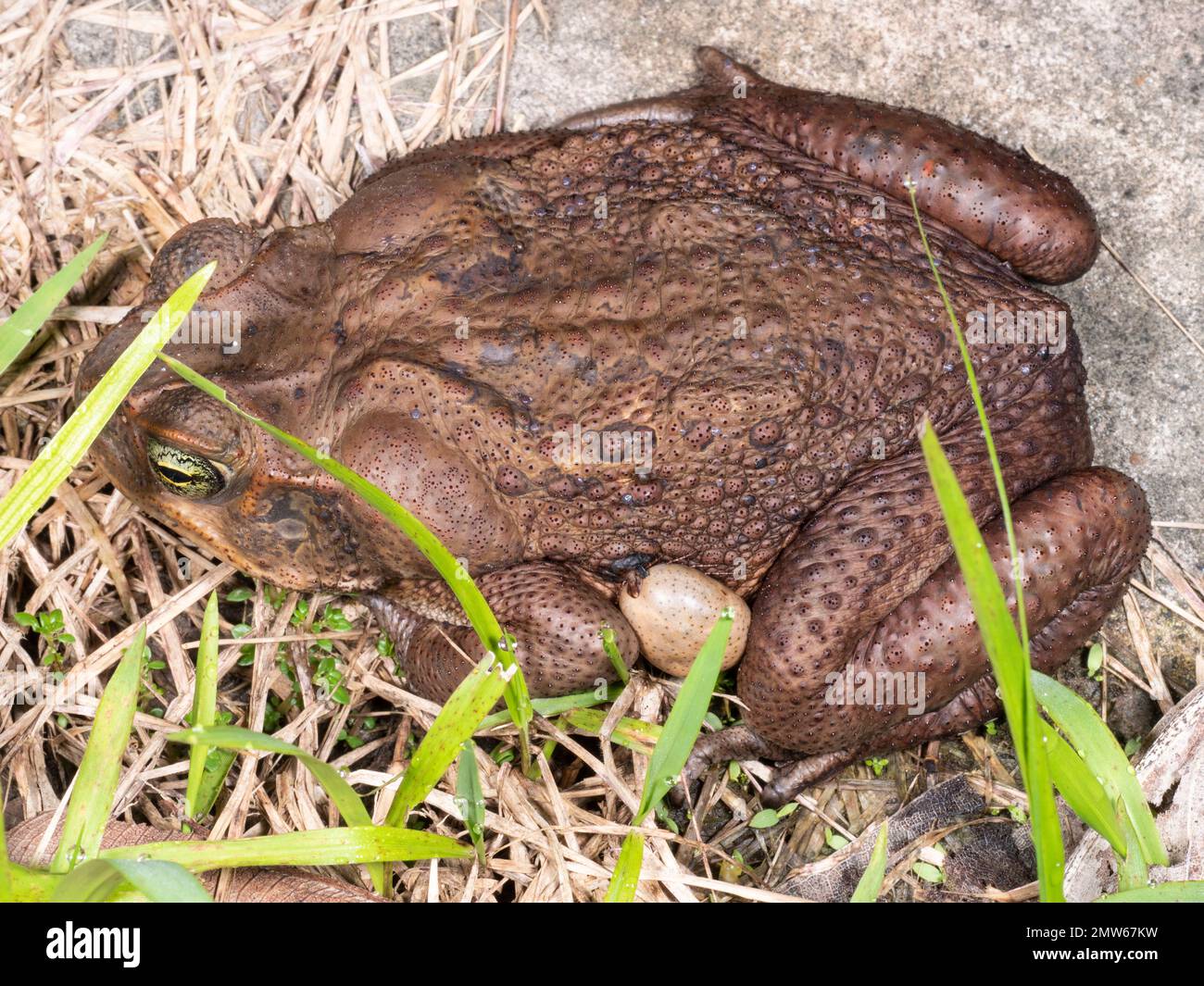 Cane Toad (Rhinella marina) with an enormous gorged tick attached to ...