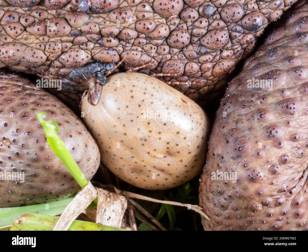 Cane Toad (Rhinella marina) with an enormous gorged tick attached to ...