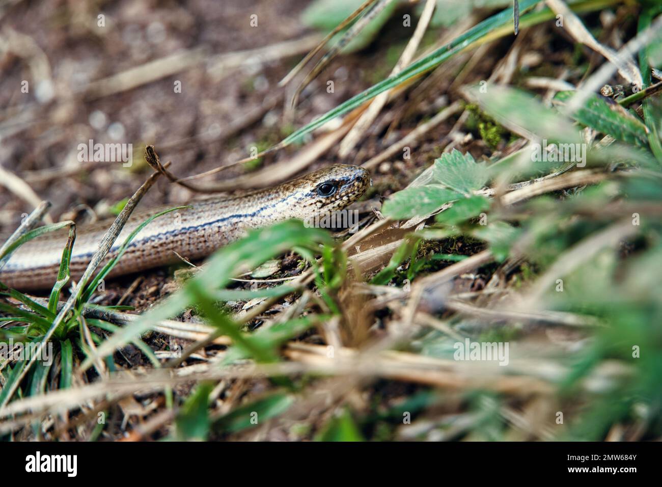 Anguis fragilis anguidae hi-res stock photography and images - Alamy