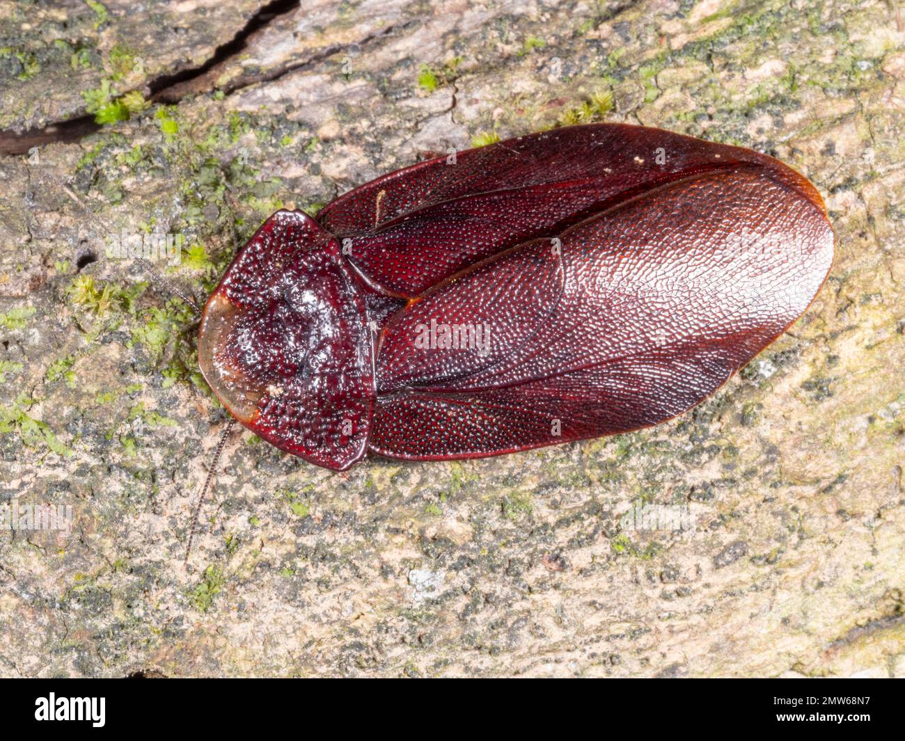 Jungle roach hi-res stock photography and images - Alamy