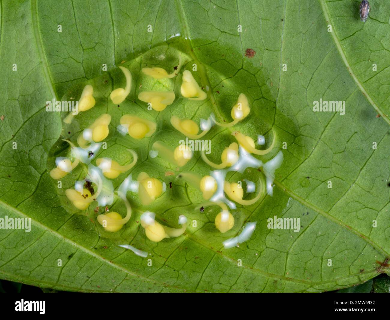 Clutch of ehggs of the Midas Glass Frog (Teratohyla midas) on a leaf ...