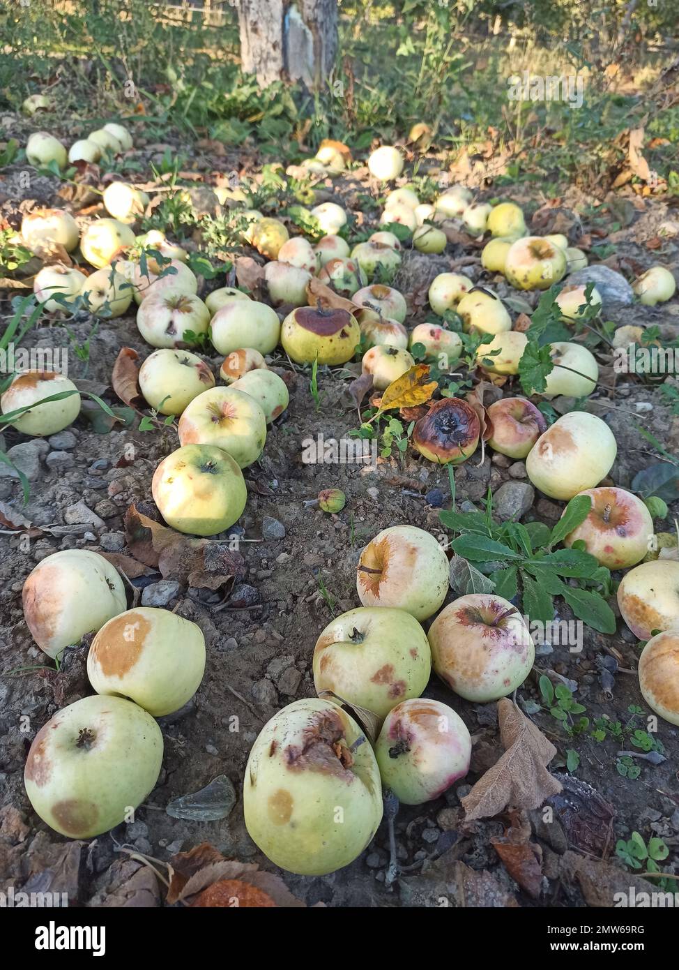 fallen apples in an orchard Stock Photo - Alamy