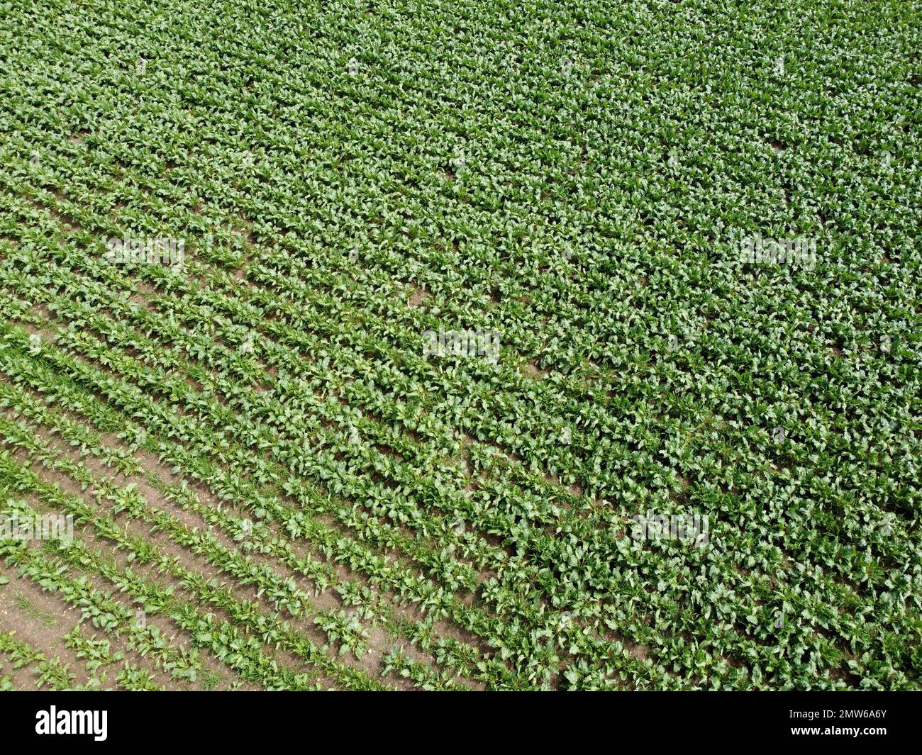 An aerial view of a cultivated green field Stock Photo - Alamy