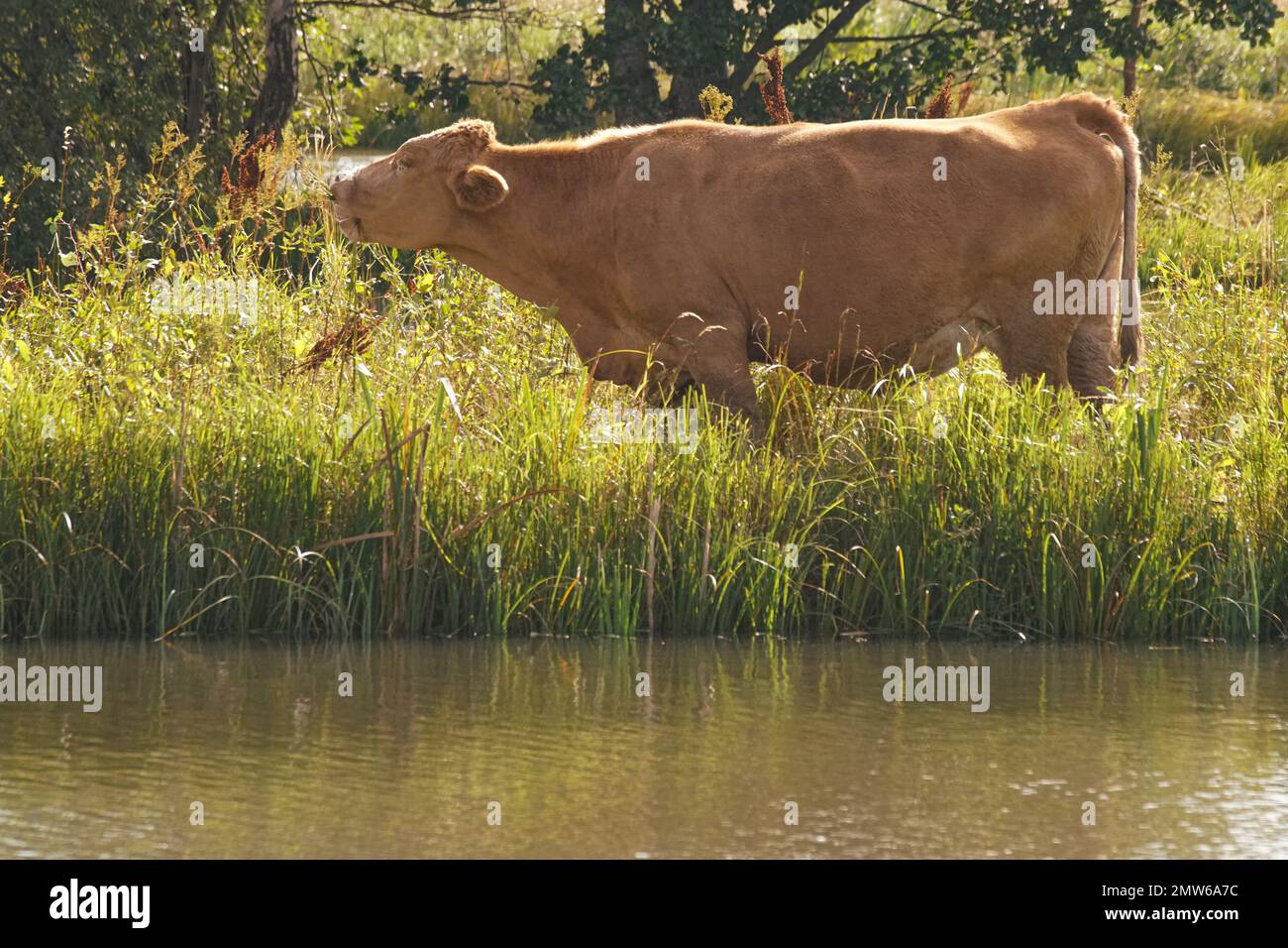 Side view of a cow hi-res stock photography and images - Alamy