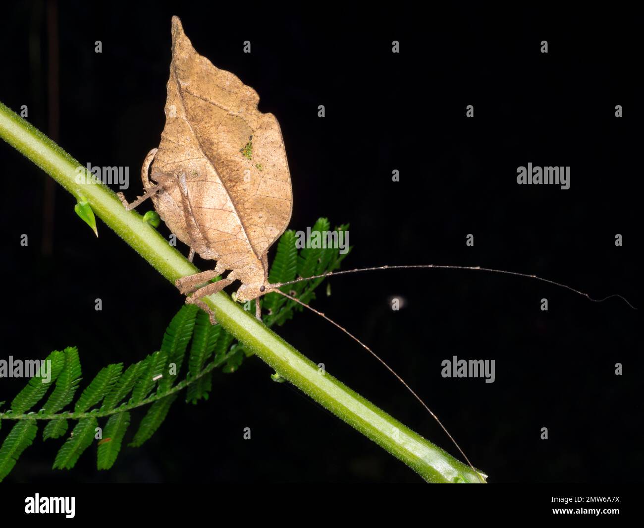 Leaf mimic katydid (Typhophyllum sp.) in the rainforest, Orellana ...
