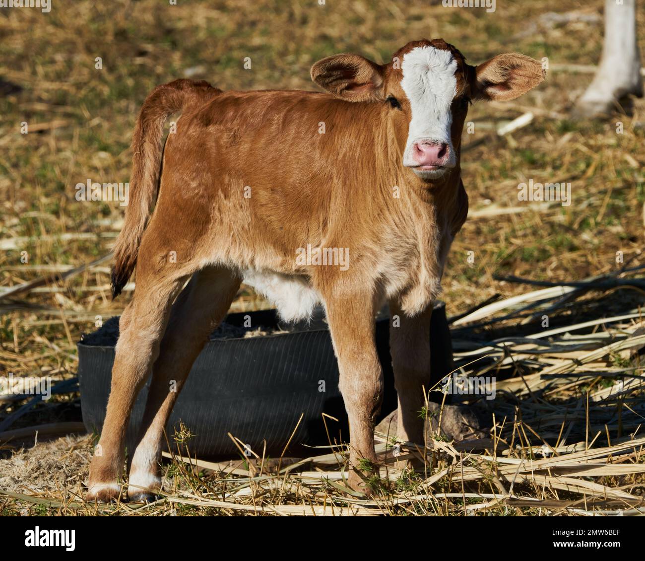 Baby calf posing in a farm barn Stock Photo - Alamy