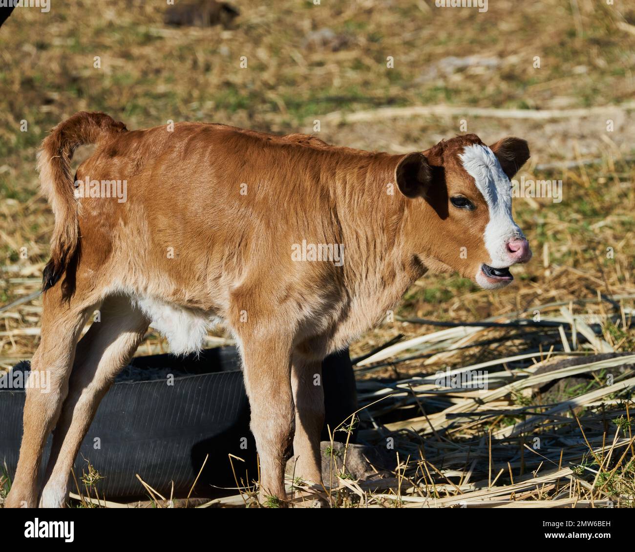 Baby calf posing in a farm barn Stock Photo - Alamy