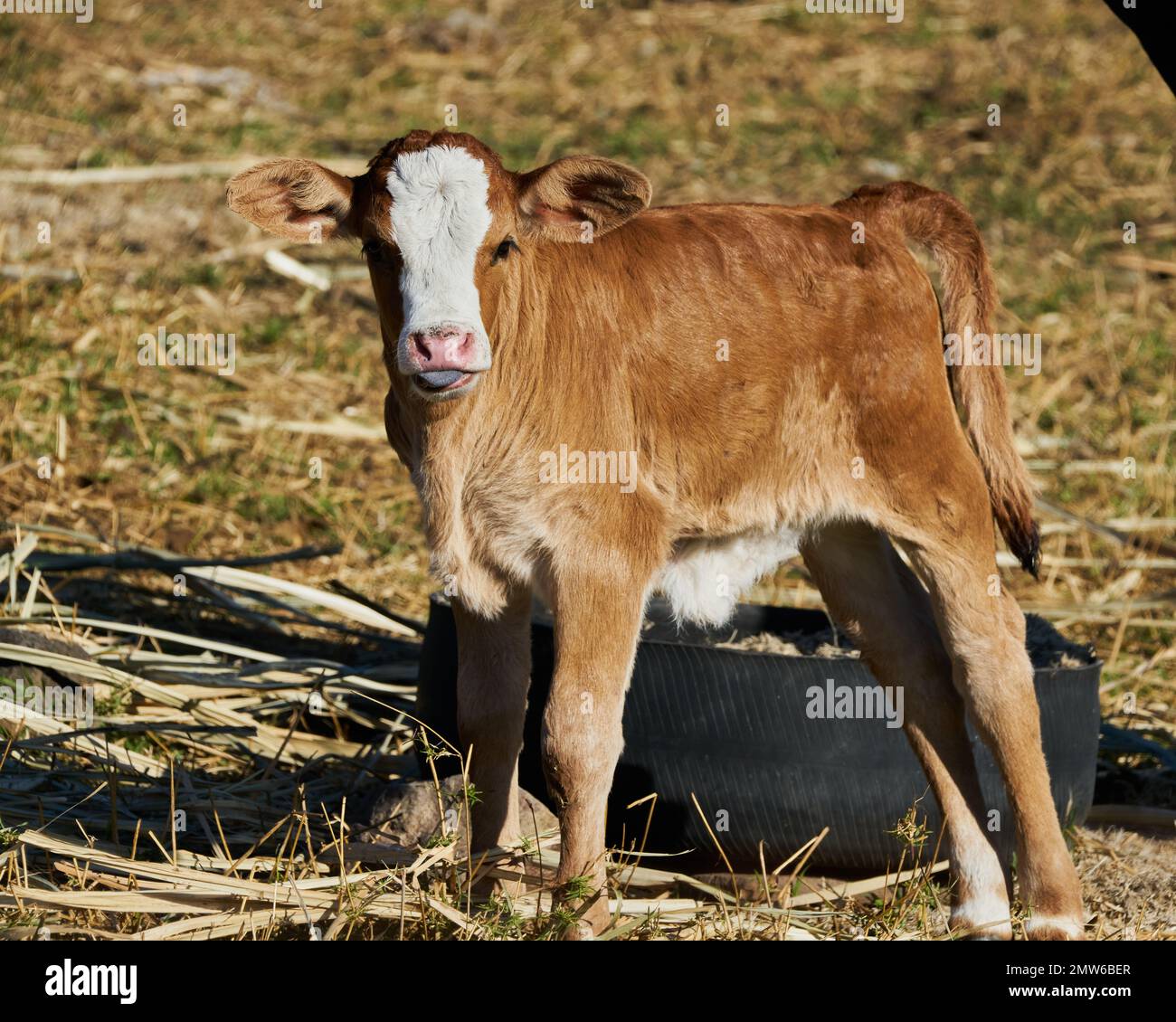 Baby calf posing in a farm barn Stock Photo - Alamy