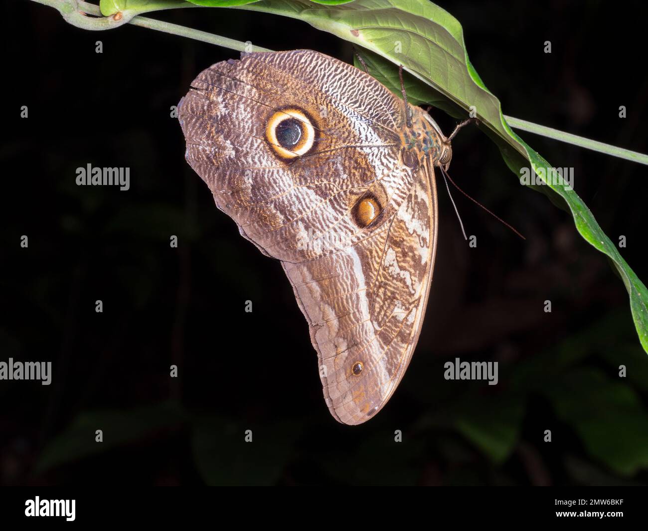Owl butterfly (Caligo sp.) roosting at night in the rainforest ...