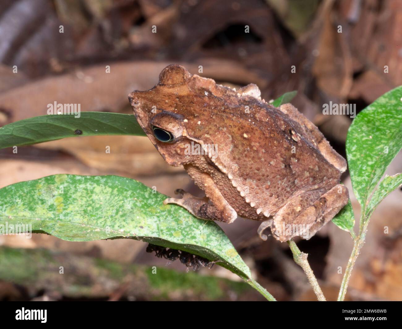 Crested Forest Toad (Rhinella margaritifer), sitting on a rainforest ...