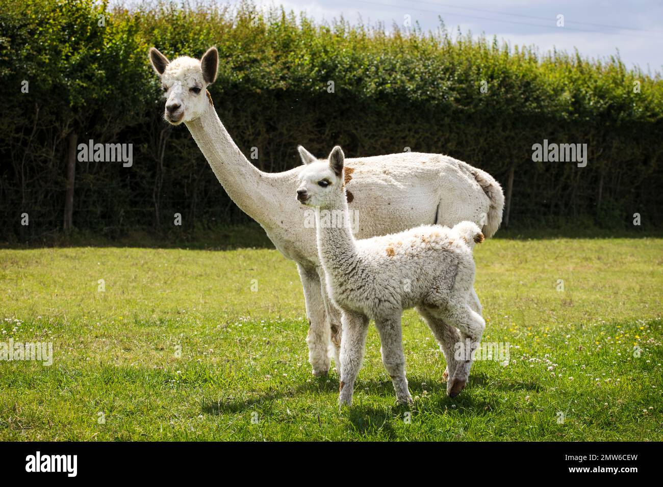 Appaloosa alpaca baby with mother on the farm Stock Photo - Alamy