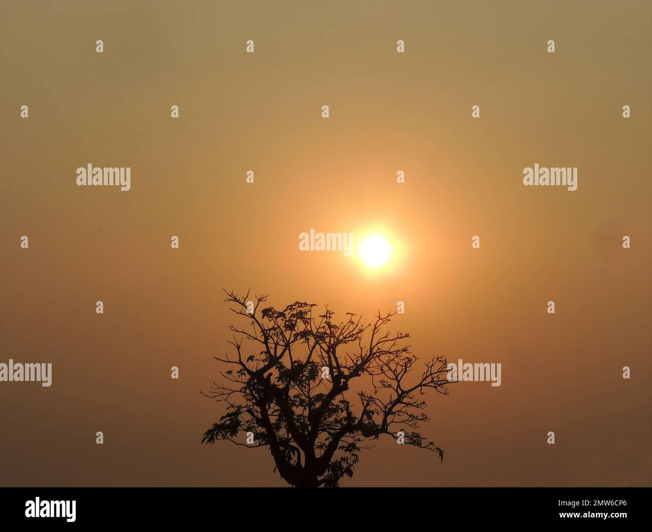 The silhouette of a small tree captured against the glowing sun hiding ...
