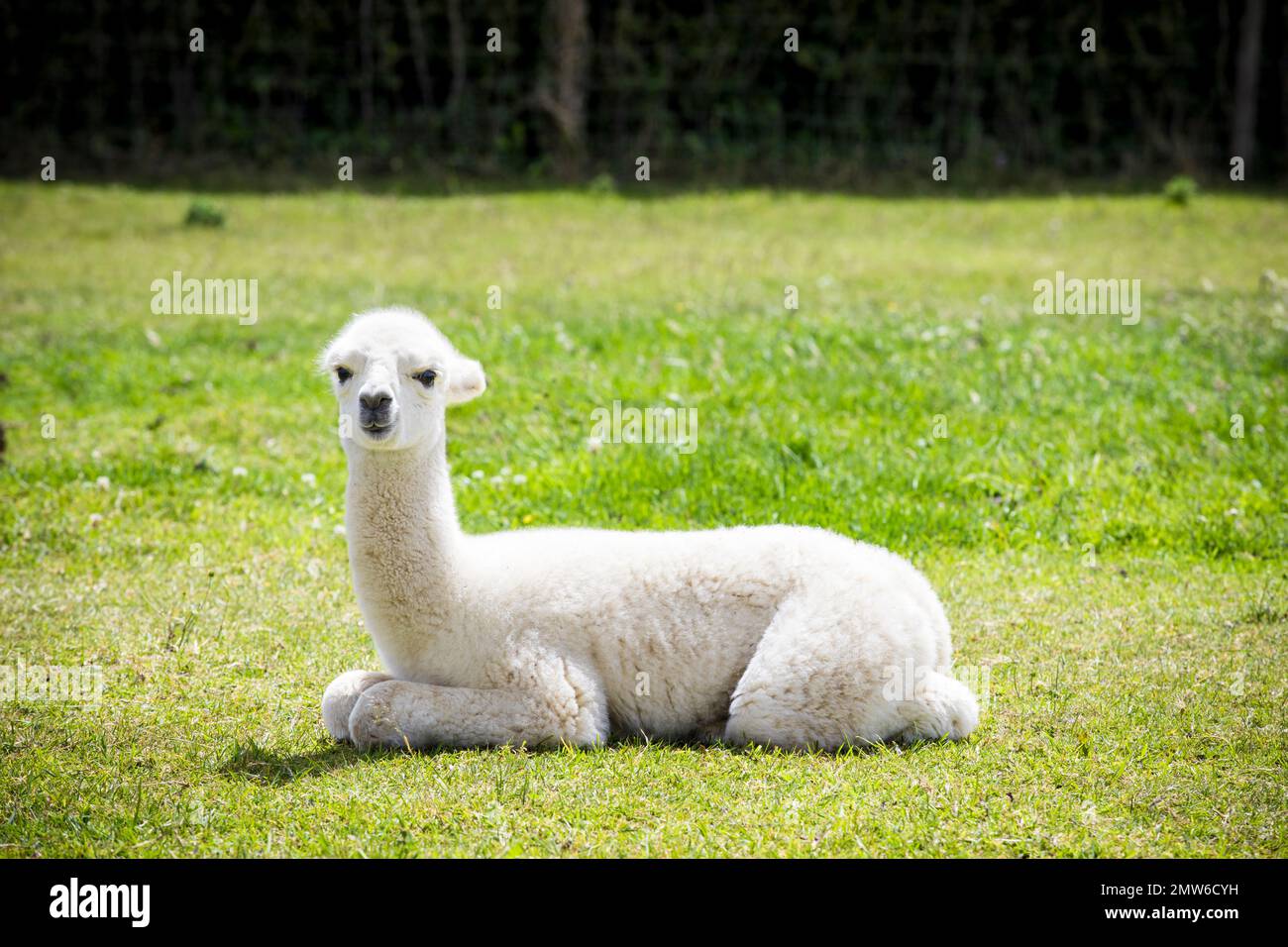 Baby alpaca peru hi-res stock photography and images - Alamy