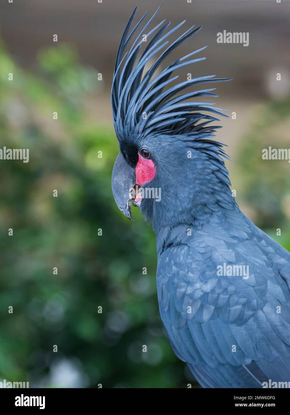 A Palm cockatoo(goliath cockatoo) in the Green Planet park in Dubai ...