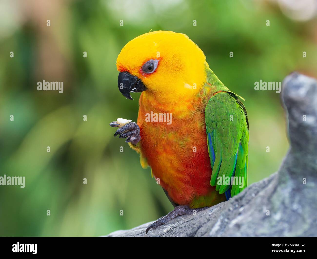 A Jandaya parakeet(jenday conure) on a stone in the Green Planet park ...