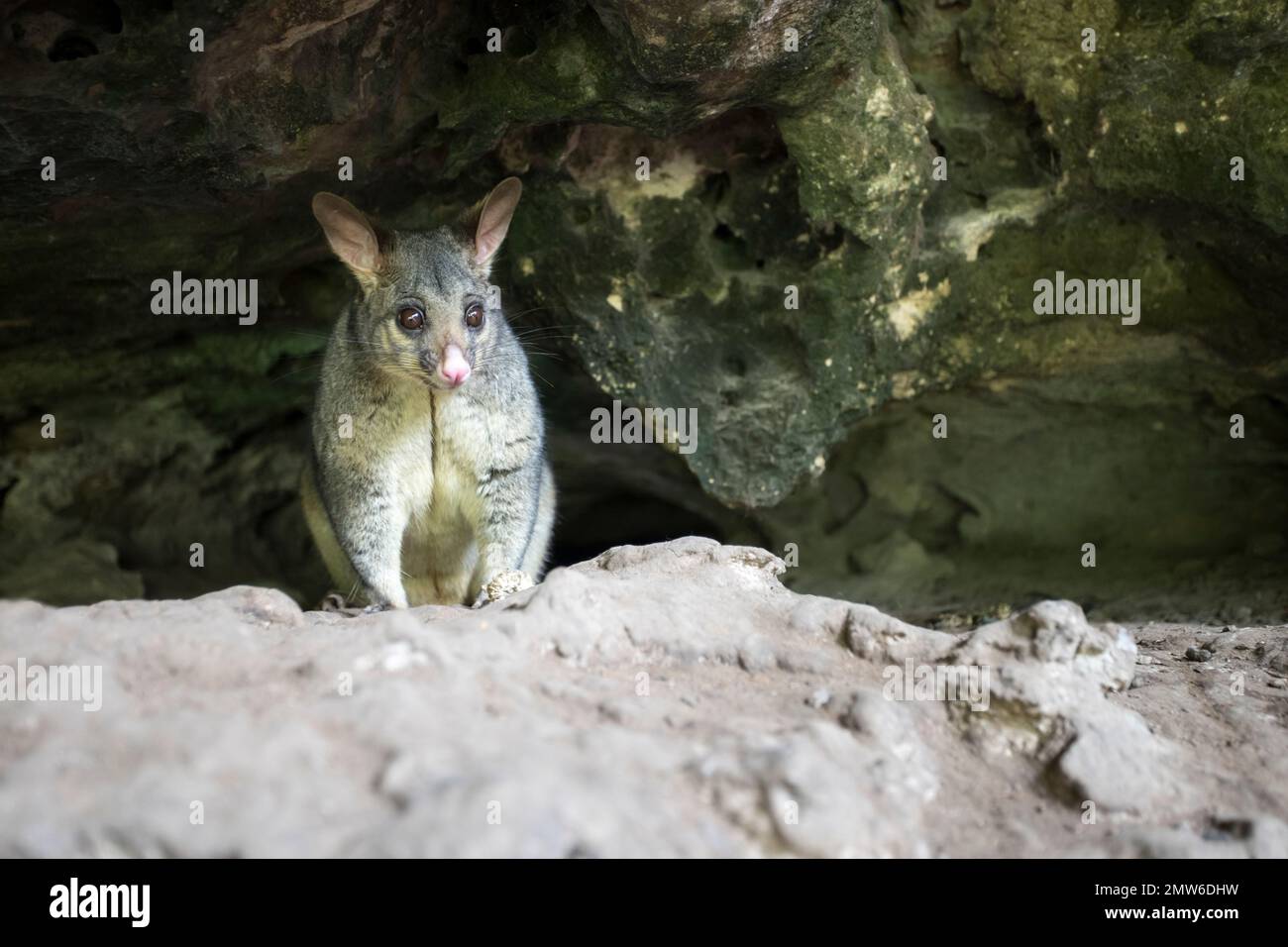 The common brushtail possum sitting in the cave. Australia Stock Photo ...