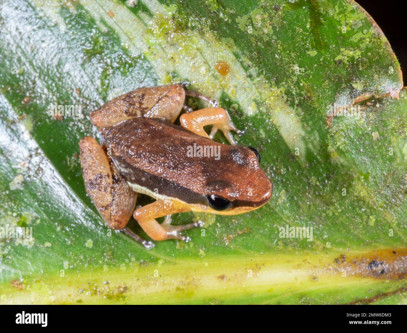Rocket Frog (Allobates insperatus) on a leaf, Orellana province ...
