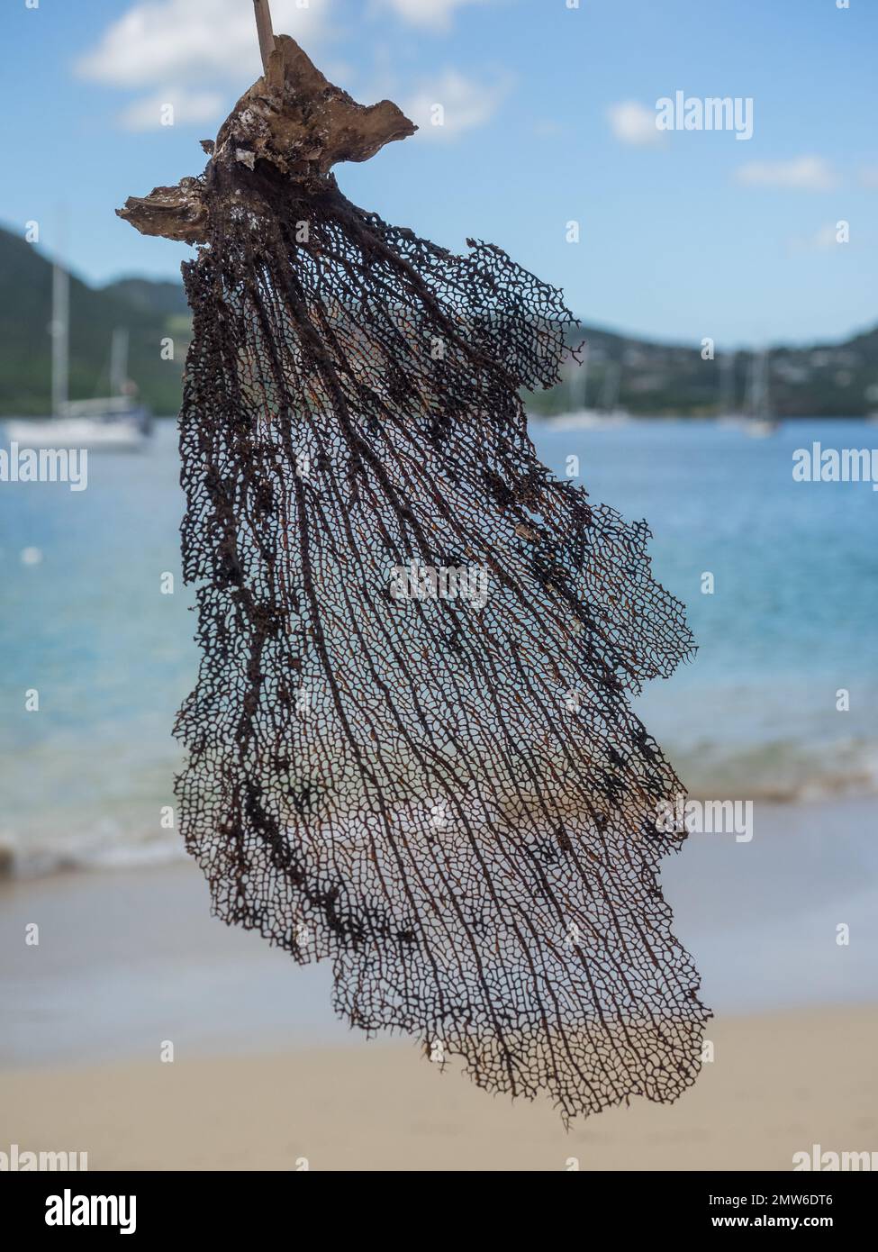 dried seaweed hanging suspended on Caribbean sandy beach by sea ...