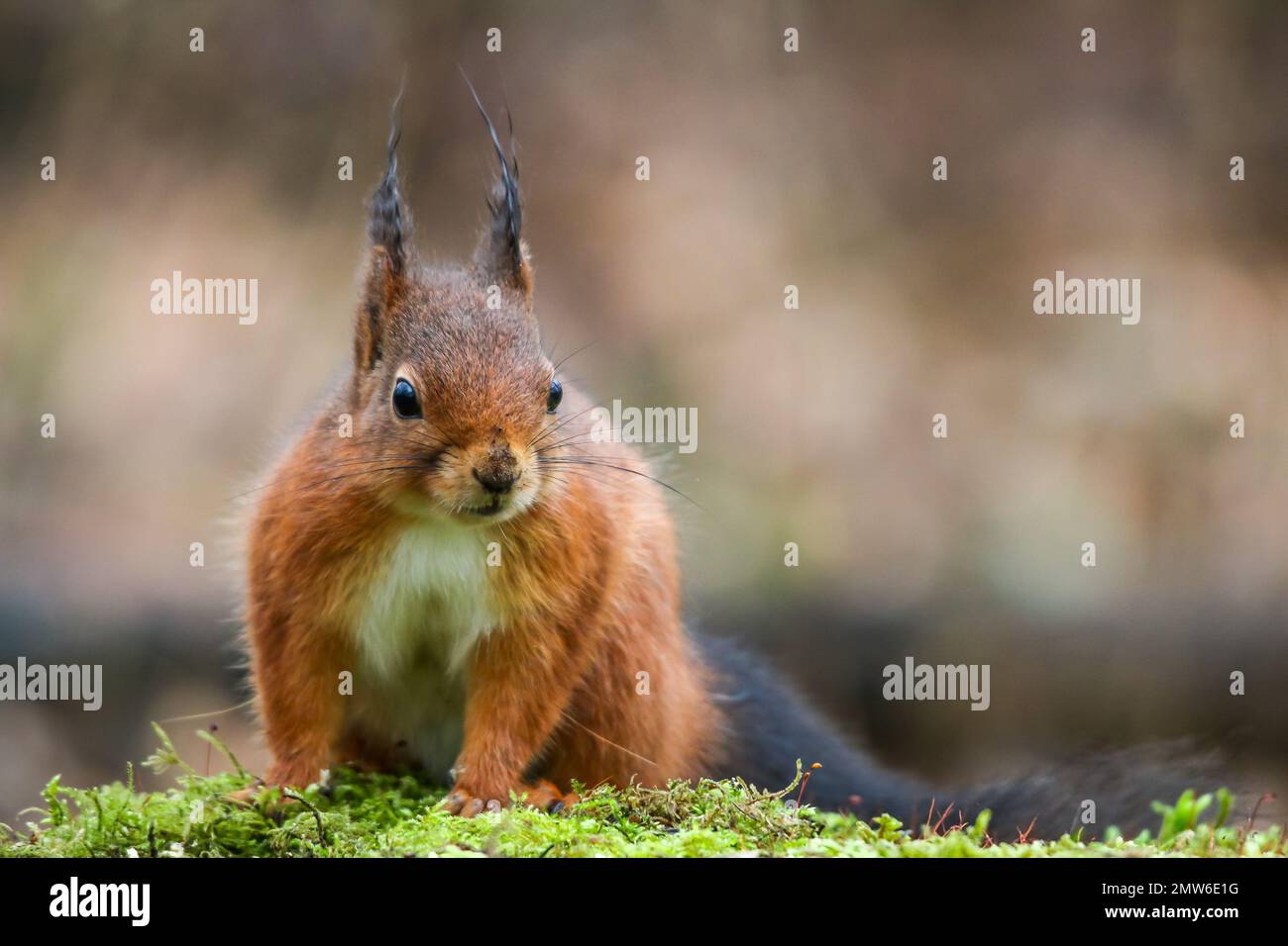A closeup of a red squirrel (Sciurus vulgaris) on a broken trunk of a ...