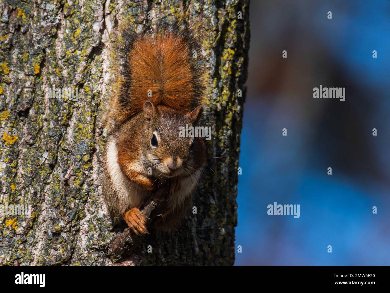 A closeup of a red squirrel (Sciurus vulgaris) on a trunk in a forest ...