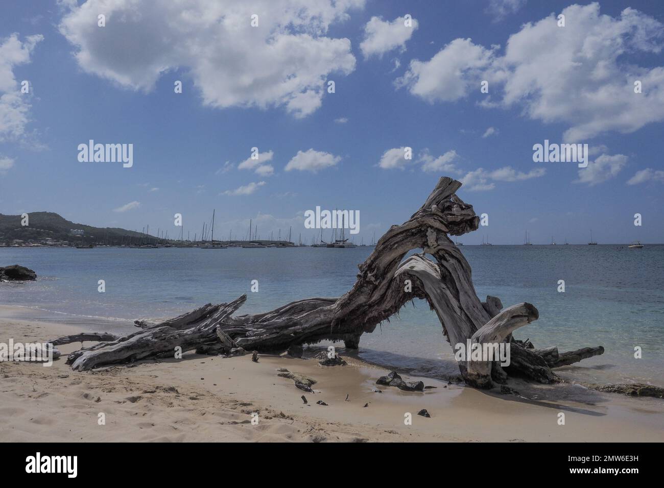 a low view of large curved twisted driftwood tree branch on Caribbean ...