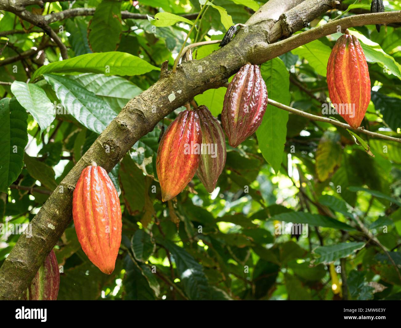 close up view of a line row five 5 cocoa pod pods on branch in tree ...