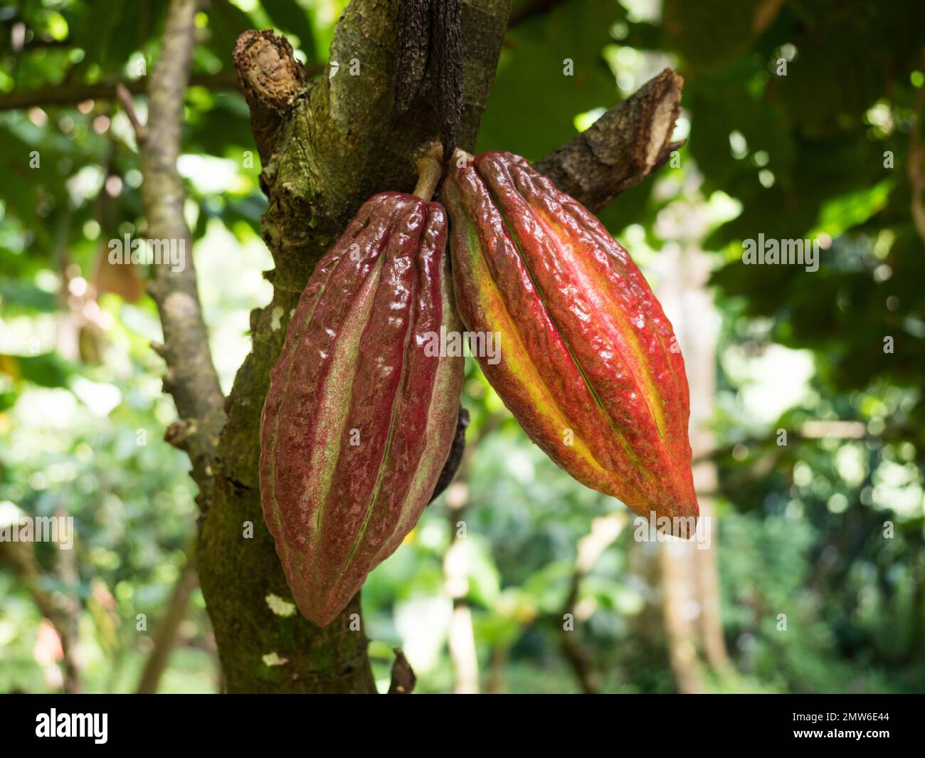close up view of a pair two 2 cocoa pod pods on branch in tree backlit ...